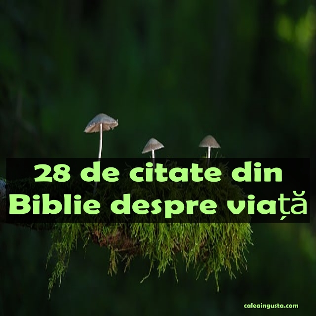 28 de citate din Biblie despre viață - Calea Ingusta